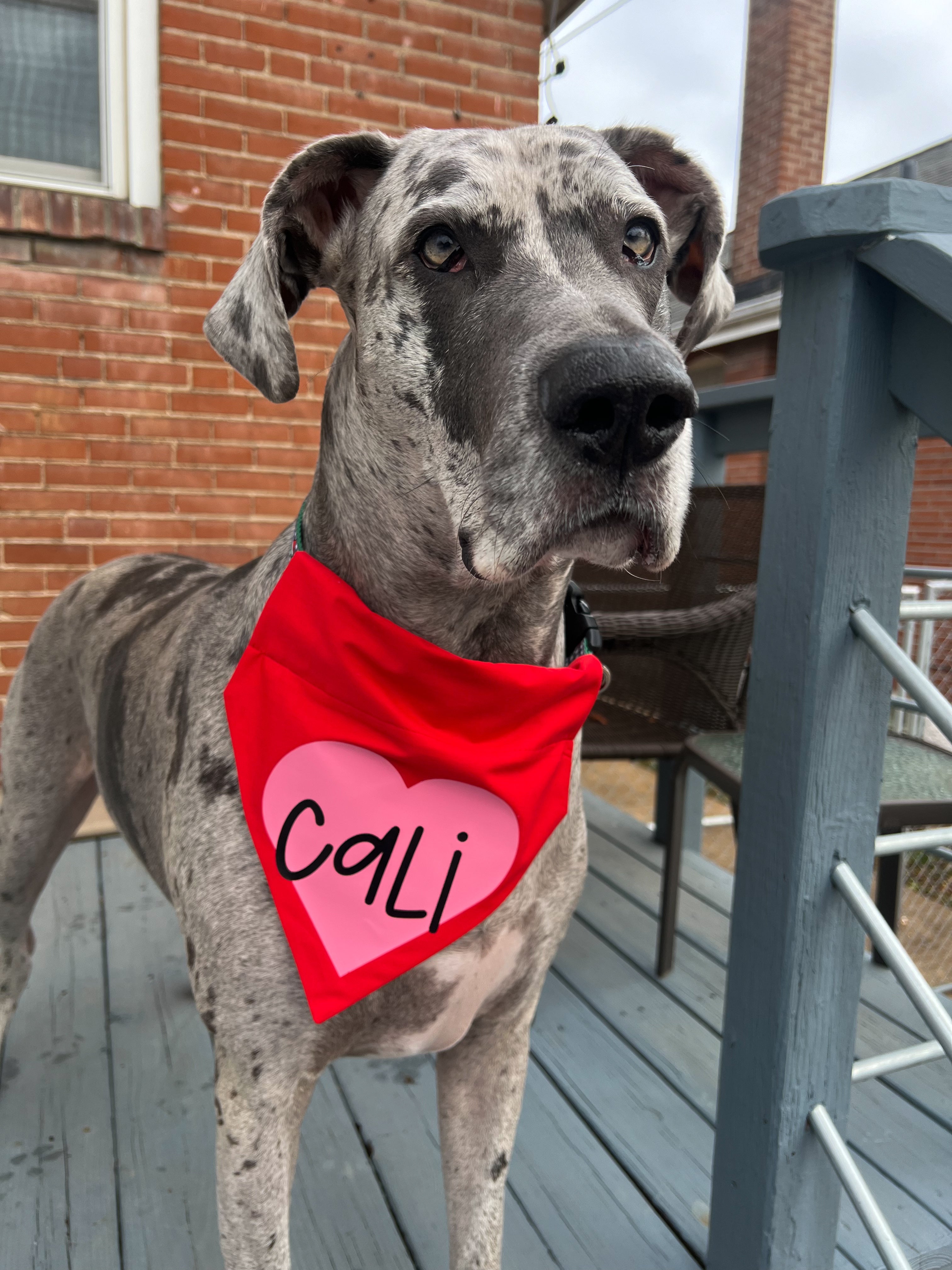 Valentine Heart Bandana – Izzy's Barkin' Bandanas