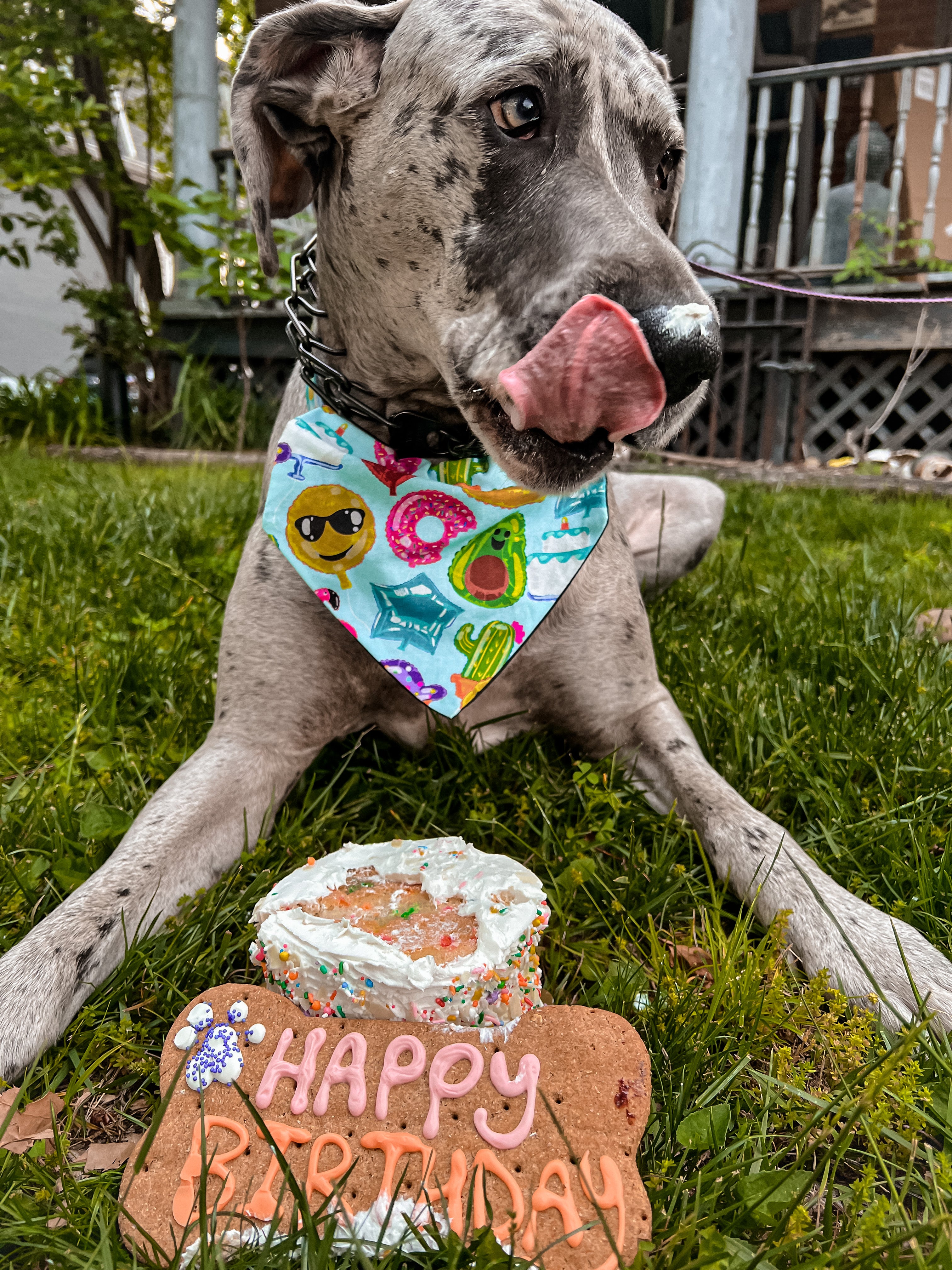 Foil Birthday Balloons Bandana – Izzy's Barkin' Bandanas
